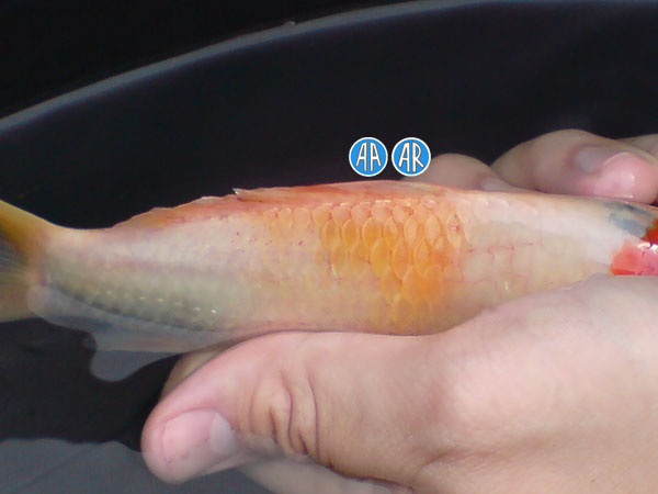 Scale Rot – Angkasa Aquarium